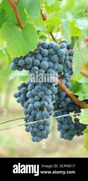 Ripe Vineyard Grapes Ready for Harvest Close-Up Vertical Stock Video ...