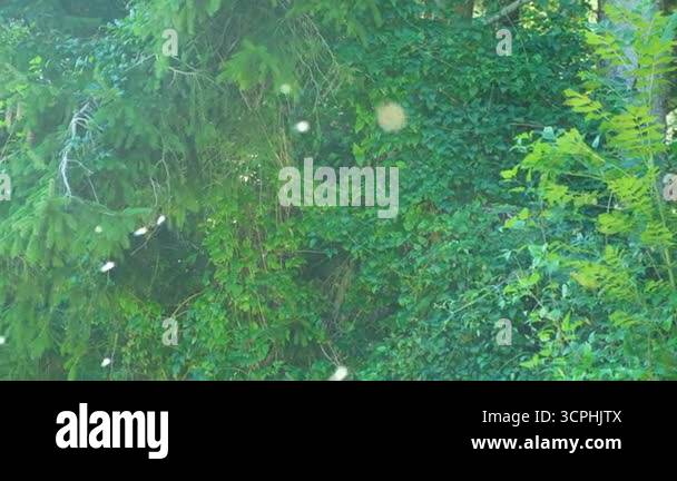 Alpine woodland Stock Videos & Footage - HD and 4K Video Clips - Alamy