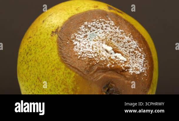 Overripe and rotten pear, covered with mold and fungus. Process of ...