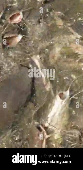 Vertical video. Close View of Large Catfish Group Splashing and Opening ...