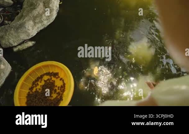 Arm Reaching Over Pond With Rocks on Edge Holding Pellets Above Fish ...