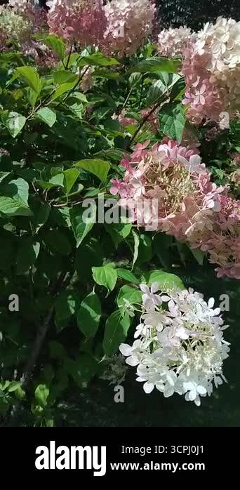Hydrangea paniculata "Limelight". Natural background. Care of plants ...
