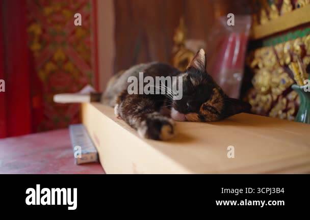 Tortoiseshell Cat Lying on Cardboard Box With Golden Decorations Around ...