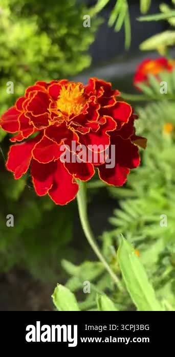 Ukrainian flowers marigolds, autumn flower, national symbols of Ukraine ...