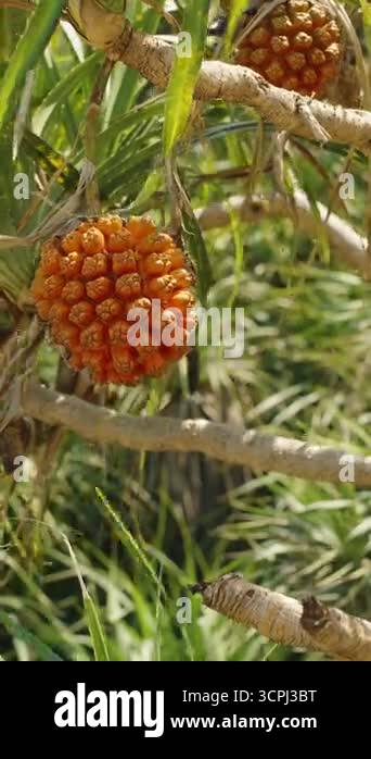 Vertical video. Close View of Orange Pandanus Fruit Hanging on Thick ...