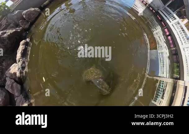 Large Fish Swimming Up in Dark Green Pond Surrounded by Rocks Seen in ...