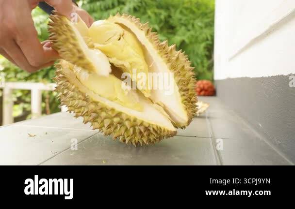 Hand Reaching Into Open Durian Shell To Extract Soft Yellow Flesh Close ...