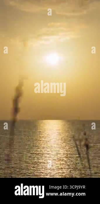 Golden sunset over calm sea with soft clouds and grass silhouettes in ...