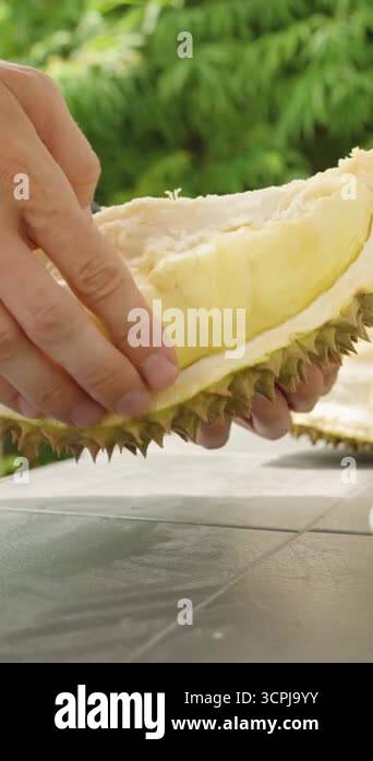Vertical video. Hands Holding Large Open Durian Shell and Pulling Out ...