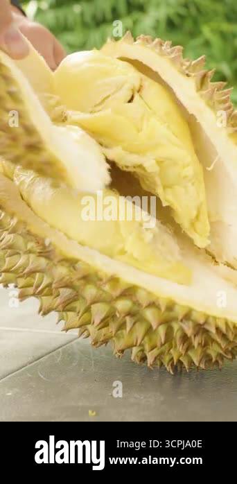 Vertical video. Hand Reaching Into Open Durian Shell To Extract Soft ...