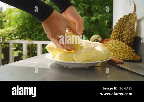 Hands Breaking Open Large Yellow Durian Flesh Segment Close Up With ...