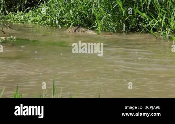 Carp cyprinus carpio spawning Stock Videos & Footage - HD and 4K Video ...