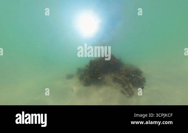 Underwater View of Sunlit Seaweed and Shell Formations with Rotating ...