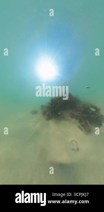 Vertical video. Underwater View of Sunlit Seaweed and Shell Formations ...