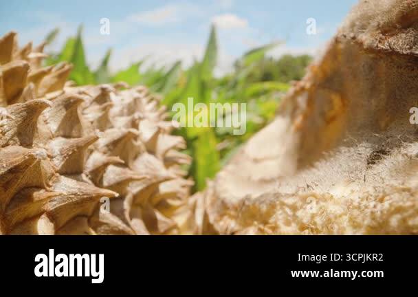 Dolly Slider Close Up of Sunlit Rotten Durian Husk with Sharp Thorns ...