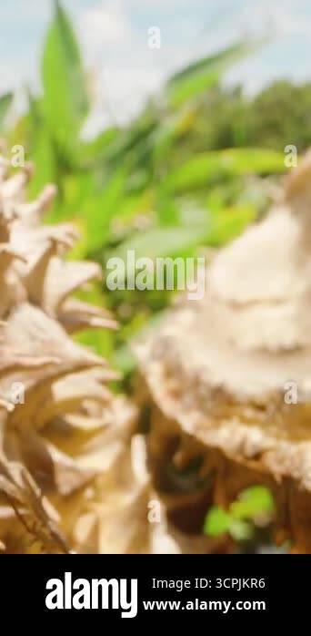 Vertical video. Close View of Insect Crawling on Rotten Durian Shell in ...