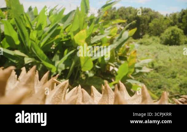 Dolly Slider Close Up Moving Along Sharp Spiky Durian Shell Under ...