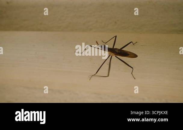 Side view brown insect long Stock Videos & Footage - HD and 4K Video ...