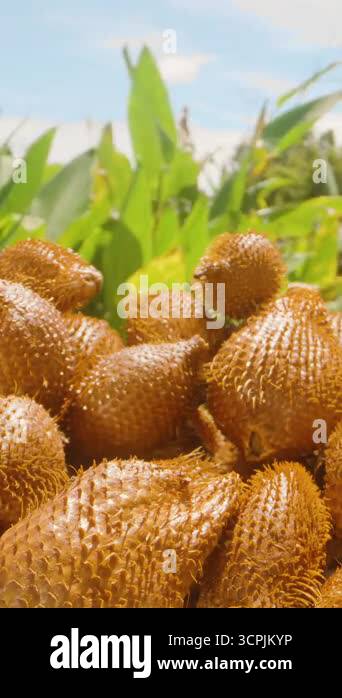 Vertical video. Close up of many ripe salak fruits with spiky brown ...