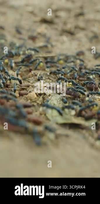 Vertical video. Blue Ants Carrying Larvae and Cocoons While Moving ...