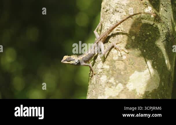 Lizard climbing on a sunlit tree trunk in forest with blurred green ...