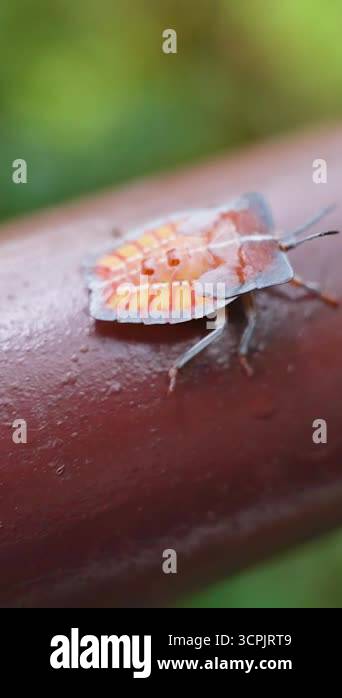 Vertical video. Stink Bug Crawling on Smooth Railing Surface with Water ...