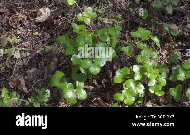 Basal basal leaves Stock Videos & Footage - HD and 4K Video Clips - Alamy