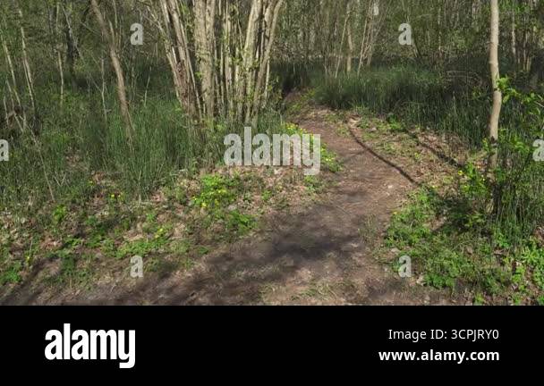A winding forest path leads through dense hazel groves, where yellow ...