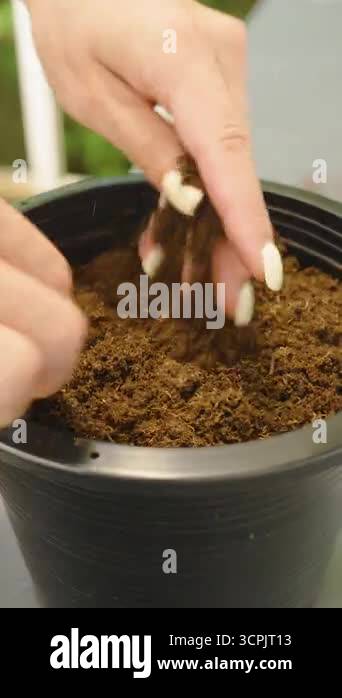 Vertical video. Close View of Hands Dropping Brown Soil Into Black Pot ...