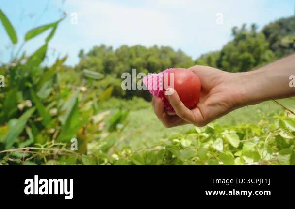 Hand holding net natural Stock Videos & Footage - HD and 4K Video Clips ...