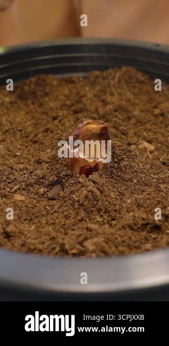 Vertical video. Close View of Small Durian Seed Sprout in Pot Being ...