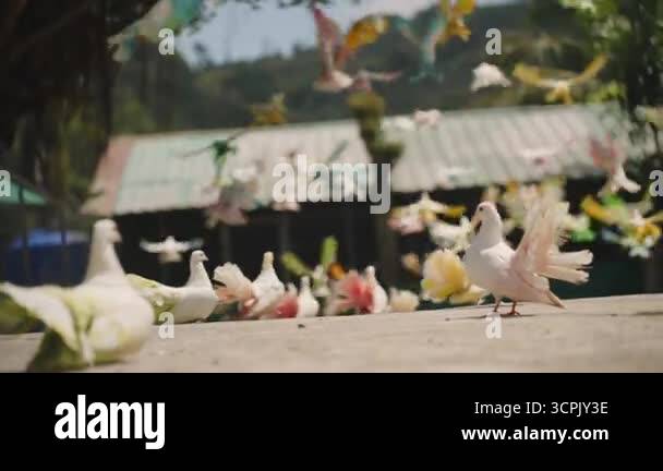 Group of Colorful Doves Flying Above Grounded Birds in Front of Tin ...