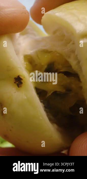 Vertical video. Hands Splitting Open Juicy Yellow Passion Fruit Showing ...