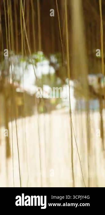 Vertical video. Dense Network of Hanging Tree Roots Forming Natural ...