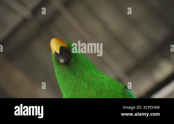 Green Parrot Peeling and Eating Seed Using Yellow Beak Seen from Above ...