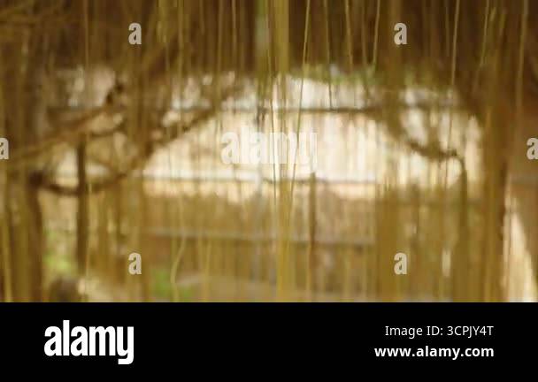 Vertical Hanging Roots with Sunlight Filtering Through Creating Natural ...