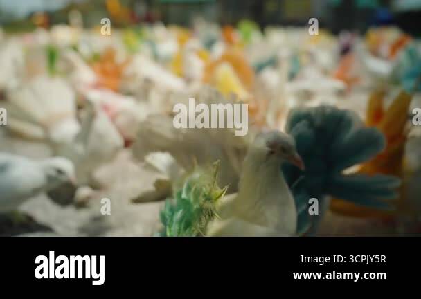 Multicolored Doves Walking Across Concrete Ground with One Brown Bird ...