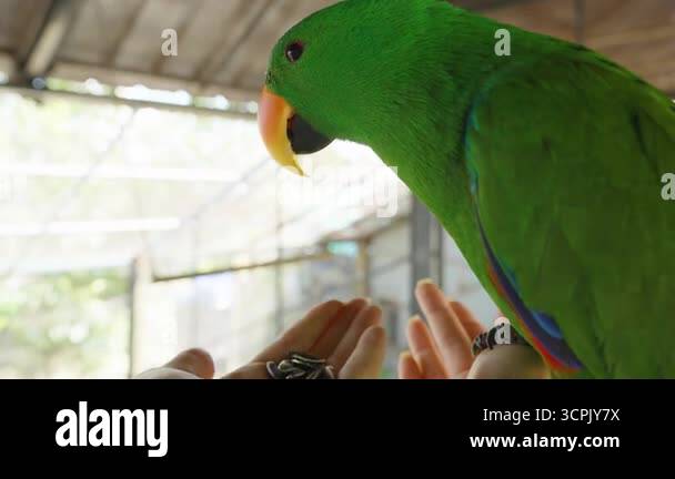 Parrot Eating Seeds from Woman's Hands While Standing on Wrist in Soft ...
