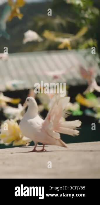 Vertical video. Group of Colorful Doves Flying Above Grounded Birds in ...