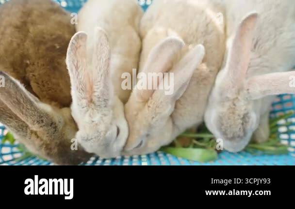 Group of Rabbits Eating Fresh Grass Together in Blue Plastic Tray under ...