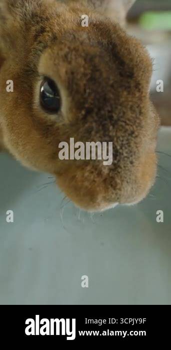 Vertical video. Curious Brown Rabbit Looking into Water Dish from Above ...