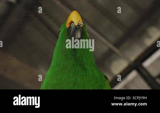 Parrot Seen from Behind Cracking Seed with Beak under Aviary Roof in ...