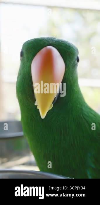Vertical video. Green Parrot Facing Camera Head-On with Piece of Food ...