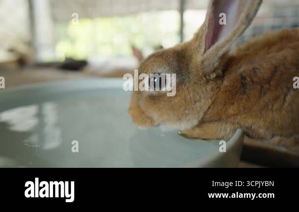 Brown Rabbit Drinking Water from Bowl with Wide Eye in Side View under ...