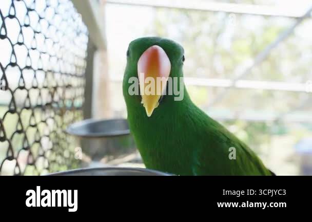 Green parrot facing camera head Stock Videos & Footage - HD and 4K ...