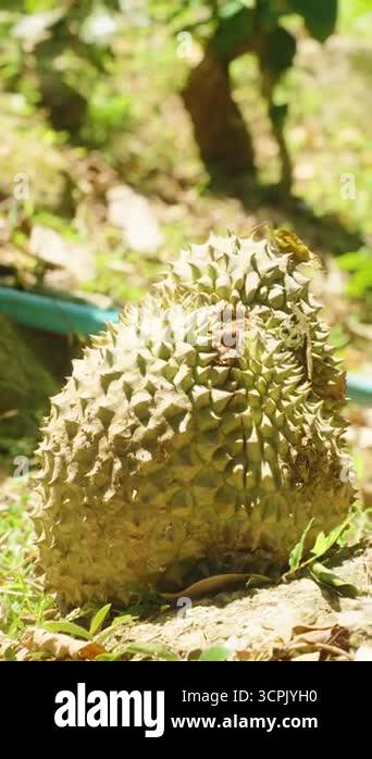 Vertical video. Ripe Durian Fruit with Spiky Surface Lying on the ...