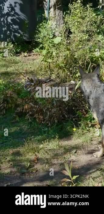 Greets green park Stock Videos & Footage - HD and 4K Video Clips - Alamy