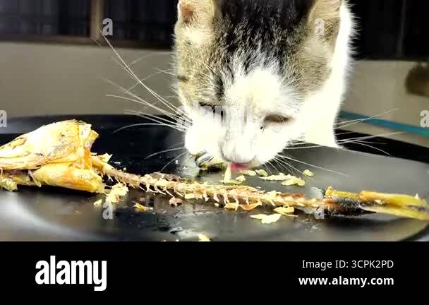 A cat is eating fish Stock Video Footage - Alamy