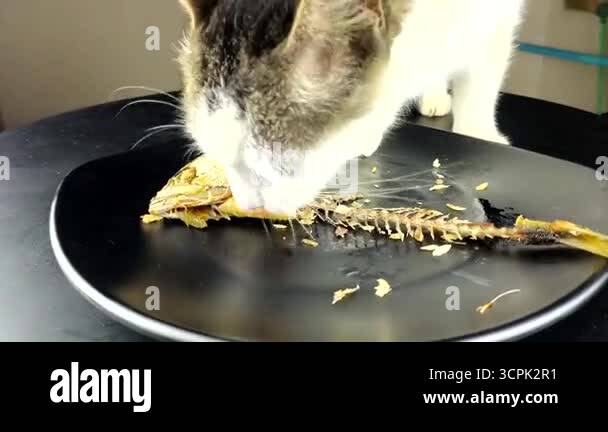 A cat is eating fish Stock Video Footage - Alamy