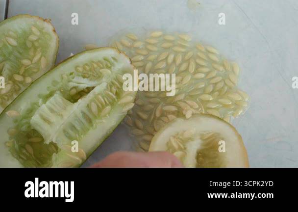 Harvesting cucumber seeds. Extracting pulp and seeds from a ripe ...